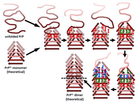 The Structure Of Prpsc Prions