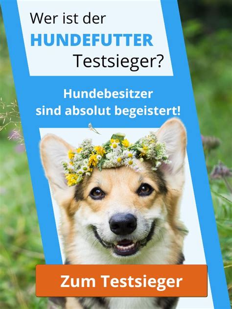 Blutiger Durchfall Hund Die 12 Häufigsten Symptome