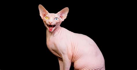 100 Ugly Cat Pictures