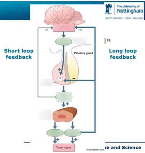 Diagram Of Hypothalamic Pituitary Adrenal Axis Quizlet