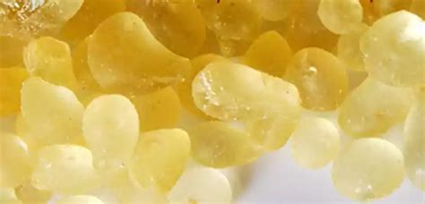 Mastic Gum A Time Tested Remedy Against Acid Reflux Sepalika