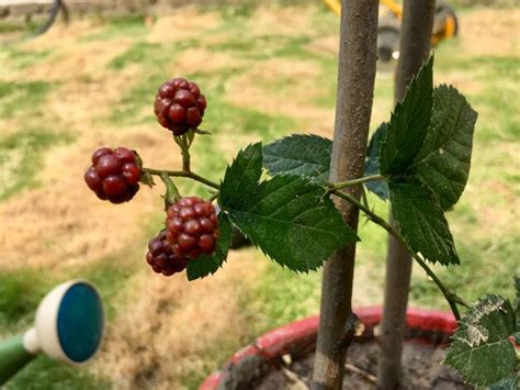 Premium Photo Closeup Of A Thronless Blackberries Fruit