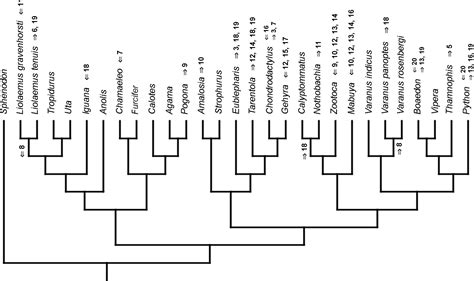Evolution Of Developmental Sequences In Lepidosaurs [peerj]
