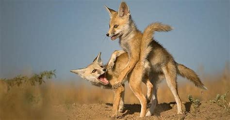 Two Fox Pups Playing Imgur