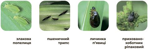 Канонир Дуо, 5л - ИНСЕКТИЦИД Тройного Действия (имидаклоприд 300 Г/л ...