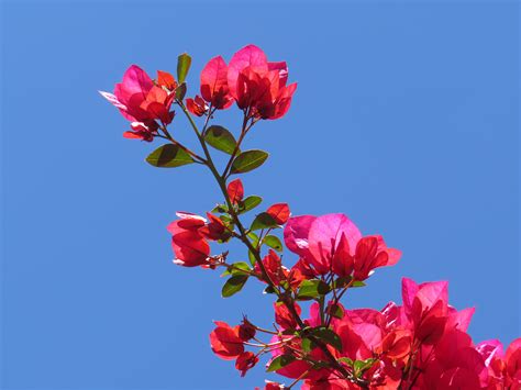 무료 이미지 분기 하늘 꽃잎 장미 꽃 빨간 플로라 관목 매크로 사진 꽃 피는 식물 정원 장미 장미 가족 육상 식물 방글라비아 4000x3000