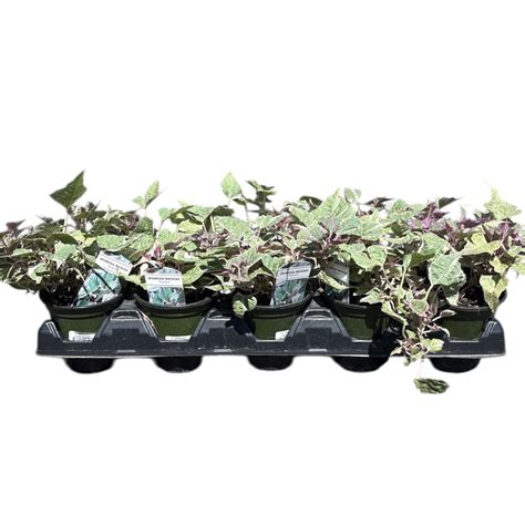 Ipomoea Batatas 4 Pot 10pk Massmulch
