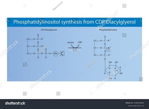 Schematic Molecular Diagram Phosphatidylinositol Synthesis Cdp Stock