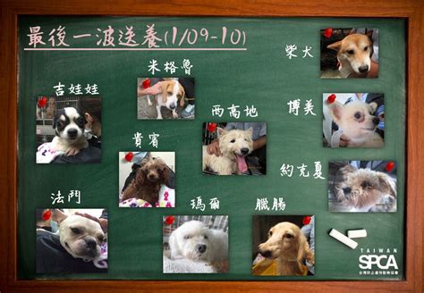 Tspca送養會尾場 2吉娃娃等無人 社團法人中華民國保護動物協會