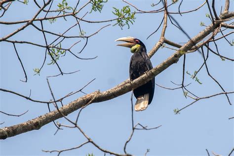 Wreathed Hornbill Bubo Birding