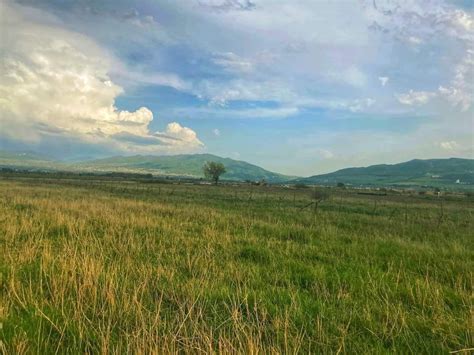 აკაციის ბოძები საგარაკე ადგილი დუშეთი სოფელი