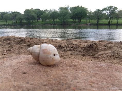 River Shell 2 By Invader Mizzy1 On Deviantart