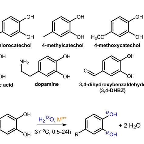 Catechol Derivatives And Metal Cations Used For The 18 O Labeling Study