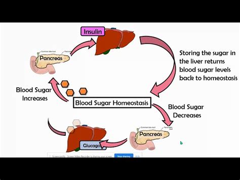 Negative Feedback Loop Insulin