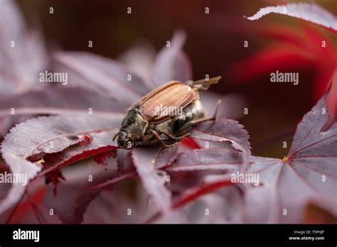 Doodlebug Hi Res Stock Photography And Images Alamy