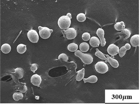 Sem Scanning Electron Microscope Morphology Of Spherical Ni60