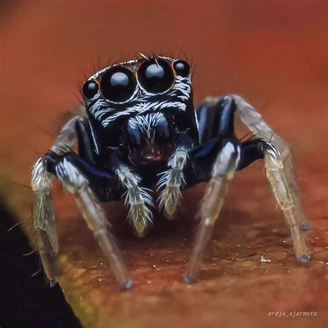 Скакунчик Пикабу