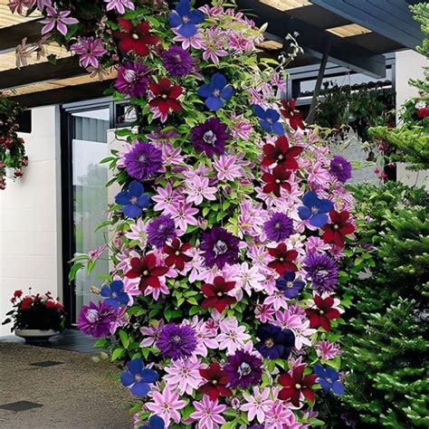 Perennial Clematishardy Perennial Gardenlandscape Designindoor And