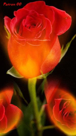 Гифка роза гиф картинка скачать анимированный  на Er