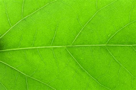 자연 테마 프리젠 테이션 아이디어 디자인 재생 가능한 재료 표시 지속 가능한 제품 만들기 유기 재료 원예 디자인 계획 봄 시간 아이디어 0명에 대한 스톡 사진 및 기타