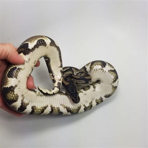 Black Head Ball Python Traits Morphpedia