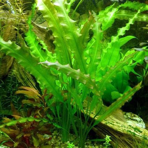 Aponogeton Ulvaceus Aquaplantas