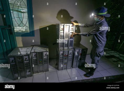 10 loris lents de java Banque de photographies et dimages à haute