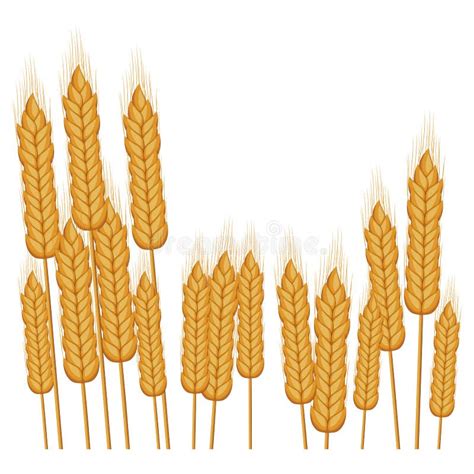 Isolated Wheat Ear Design Stock Vector Illustration Of Seed 83165243