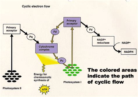 Cyclic Vs Linear Electron Flow