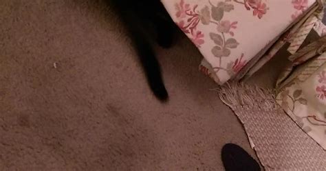 My Cat Gets Weird After Catnip Album On Imgur