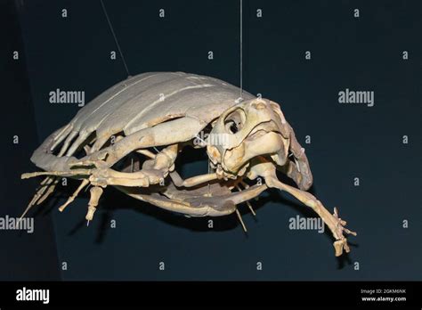 Tortoise Skeleton