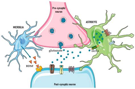 Microglia Neuron