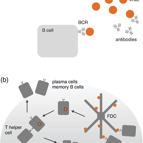 A Schematic Depiction Of The Adaptive Immune Response To Infection