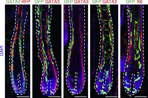 Epithelial Mesenchymal Micro Niches Govern Stem Cell Lineage Choices Cell