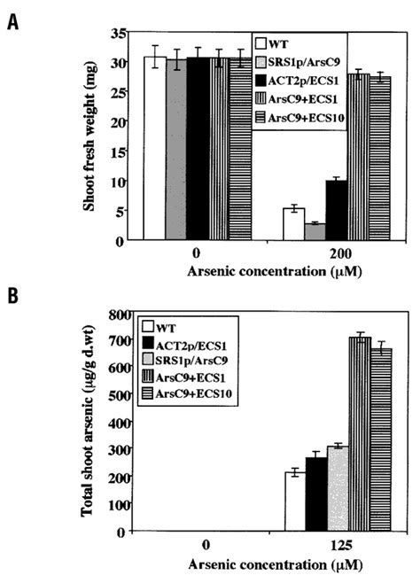 Growth Inhibition And Arsenic Accumulation Of Wild Type And Transgenic