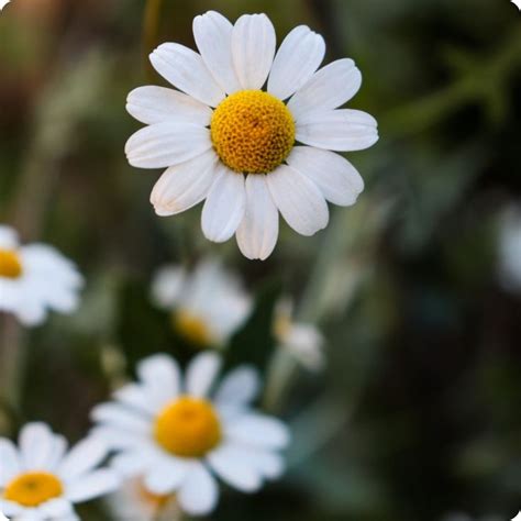 Chamomile Seeds Planting Perennial Flower Seeds