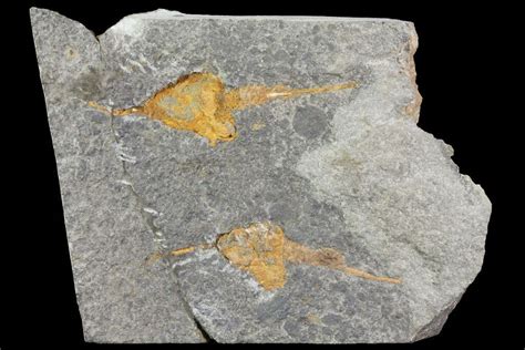 6 5 Carpoid Dendrocystites Fossil Plate Morocco 72403 For Sale
