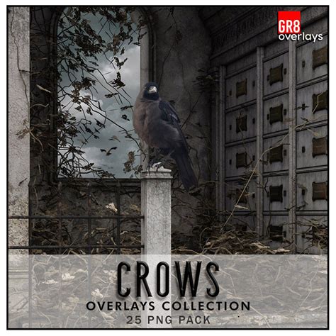 Crows Overlays Png Crow Photoshop Overlays Photoshop Overlay Crow