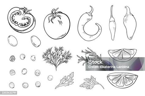 야채 검정 흰색 벡터 일러스트 세트 벽지 할라피뇨 고추 허브 후추 단색 단순 그림 레몬과 올리브 토마토 라인 아트 메뉴 라벨에