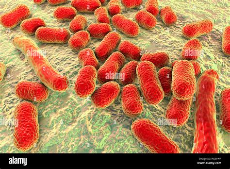 Multi Drug Resistant Acinetobacter Baumannii Bacteria Computer