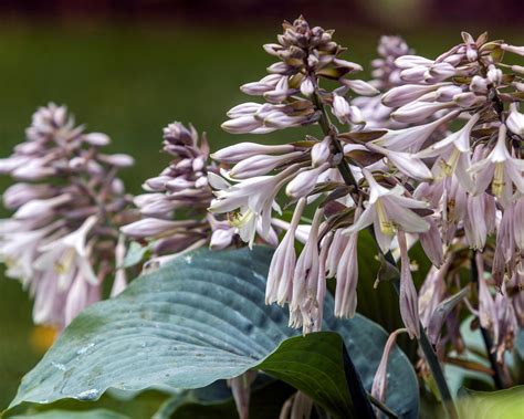 Hosta Blue Angel Bare Roots — Buy Plantain Lilies Online At Farmer
