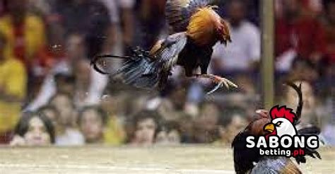 Sabong Online Betting Sites In The Philippines Cockfighting Betting