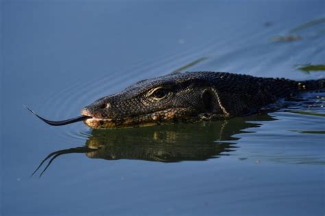 Why Do Lizards Do Pushups 7 Strange Facts You Didnt Know About The