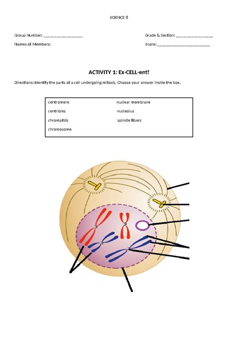 Mitosis Activity Sheet Science 8 Group Number