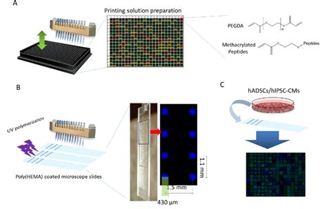 Schematic Representation Of Fabrication Of Peptide Functionalized Peg