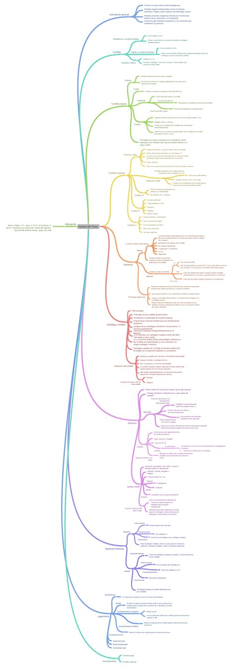 Huesos Del Tórax Coggle Diagram
