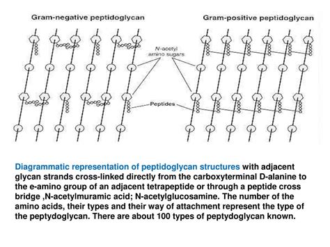 Medical Microbiology Dr Oruba Lec No Ppt Download