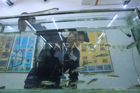 Teknologi Budidaya Ikan Wader Pari Antara Foto