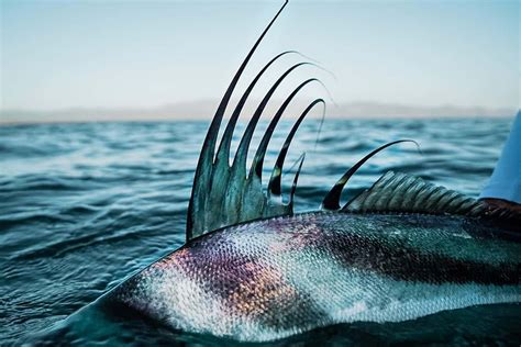 Roosterfish Dreams Midcurrent