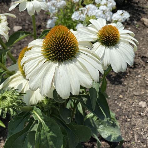 Echinacea Care Planting Growing And Cultural Information